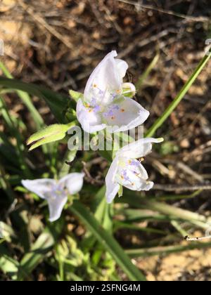 Longleaf Spiderwort (Tradescantia roseolens), Plantae, Avon Park, FL ...