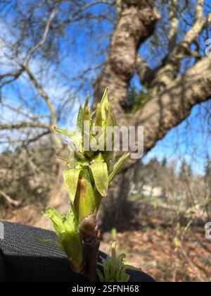 Osoberry (Oemleria cerasiformis), Plantae, Lawton Park, Seattle, WA ...