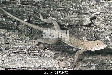 Anoles (Anolis), Reptilia, Cabrits National Park, Dominica, DM Stock ...