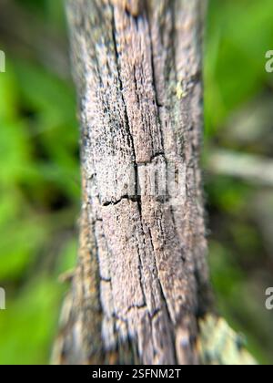 Snag Pin (Mycocalicium subtile), Fungi, Los Padres National Forest ...