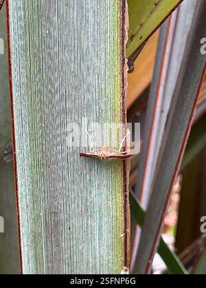 (Endotricha pyrosalis), Insecta, Melbourne VIC, Australia Stock Photo ...