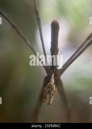 Rufous Net-casting Spider (Asianopis subrufa), Arachnida, Melbourne VIC ...