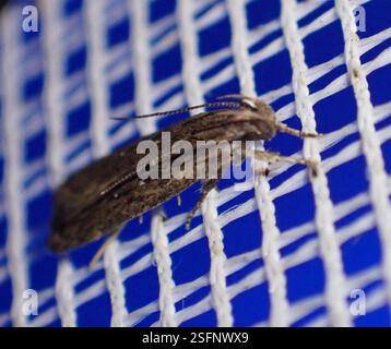 Twirler Moths (Gelechiidae), Insecta, Santo Antão, Cape Verde, CV Stock ...