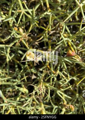 (Azorella prolifera), Plantae, Sendero Los Cóndores, Province de Santa ...