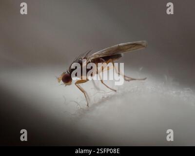 (Scaptomyza), Insecta, Colwood, BC, Canada Stock Photo - Alamy