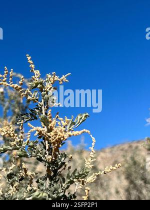 Saltbushes (Atriplex), Plantae, Anza-Borrego Desert State Park, Julian ...
