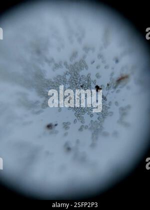 creeping false-holly (Jaltomata procumbens), Plantae, La Pitaya, 91612 ...