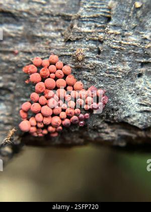 slime molds (Mycetozoa), Protozoa, Morro Bay State Park, Morro Bay, CA ...