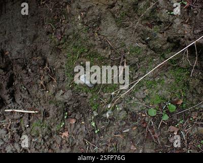 (Epipterygium biauritum), Plantae, UBC, University Endowment Lands, BC ...
