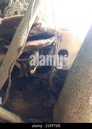 Tawaka (Cyclocybe parasitica), Fungi, Fairfield, Lower Hutt 5011, New ...