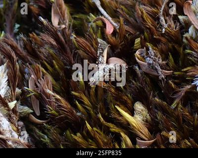 (Austrotephritis fuscata), Insecta, Mount Carbine QLD 4871, Australia ...