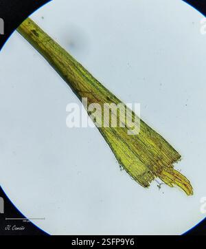 Curve-leaved Ditrichum (Ditrichum heteromallum), Plantae, Pontevedra ...