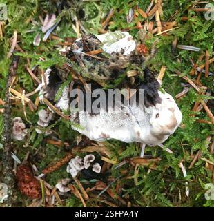 Woolly Tooth (Phellodon tomentosus), Fungi, Highland Council, UK, on ...