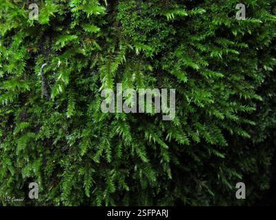 Lateral Cryphaea (Cryphaea heteromalla), Plantae, Universidad de Vigo ...