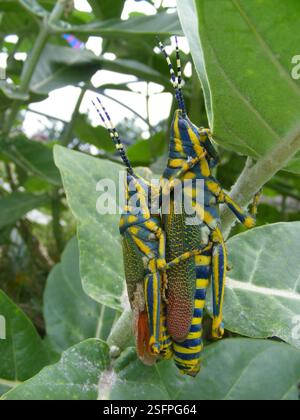 Painted Grasshopper (Poekilocerus pictus), Insecta, Хаертабад ...