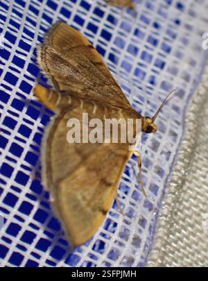 Pearl Moths (Spilomelinae), Insecta, Santo Antão, Cape Verde, CV Stock ...