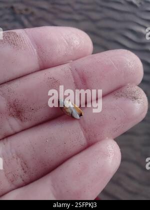 Dwarf Olive Snails (Olivellinae) Mollusca Stock Photo - Alamy