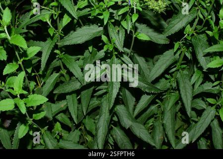 (Veronica rotunda), Plantae, 中国浙江省杭州市西湖区 Stock Photo - Alamy