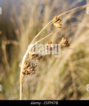 cooper's rush (Juncus cooperi), Plantae, Riverside County, US-CA, US ...