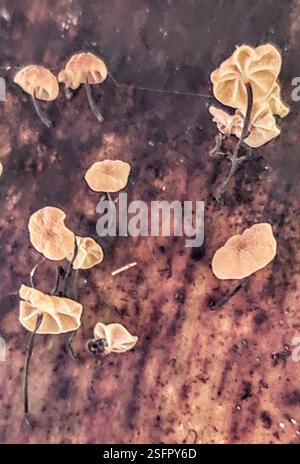 (Gloiocephala), Fungi, Runanga 7873, New Zealand Stock Photo - Alamy