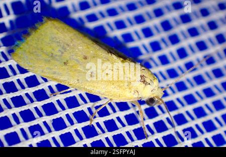 Tufted Moths (Nolidae), Insecta, Santo Antão, Cape Verde, CV Stock ...