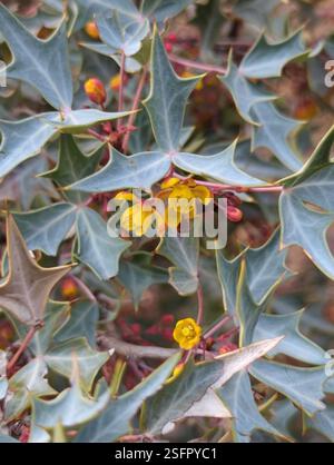 Agarita (Berberis trifoliolata), Plantae, Guadalupe River State Park ...