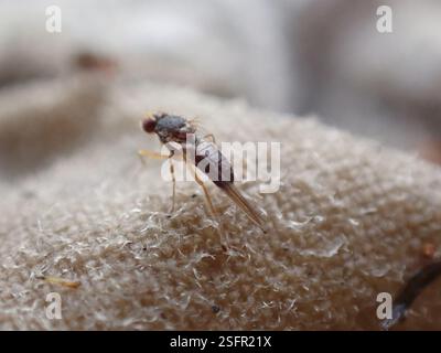 (Scaptomyza), Insecta, Colwood, BC, Canada Stock Photo - Alamy