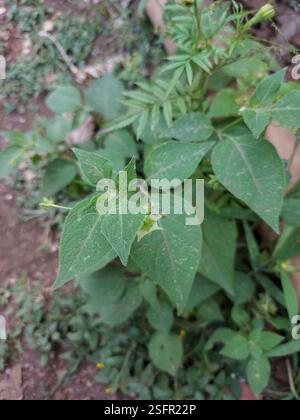 creeping false-holly (Jaltomata procumbens), Plantae, La Pitaya, 91612 ...