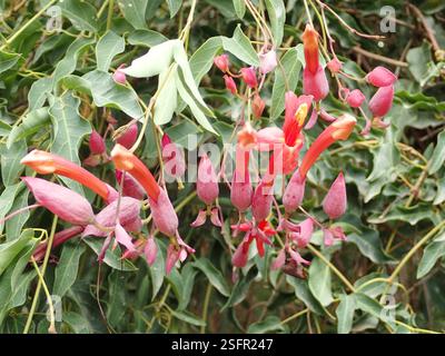 (Dolichandra cynanchoides), Plantae, Reserva Ecológica de Buenos Aires ...