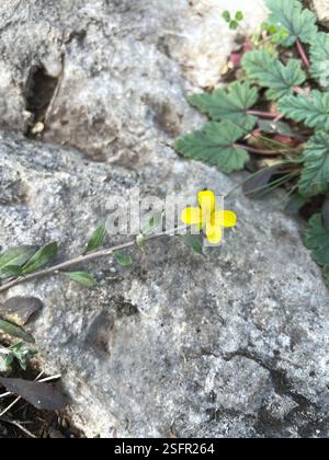 Gaslight Bladderpod (Physaria recurvata), Plantae, Temple, TX, US Stock ...