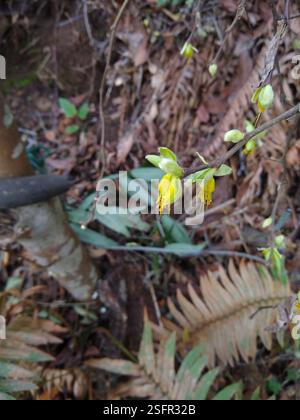 Western Leatherwood (Dirca occidentalis), Plantae, California, US Stock ...