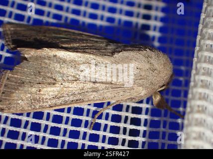 Wainscot Moths (Leucaniini), Insecta, Santo Antão, Cape Verde, CV Stock ...