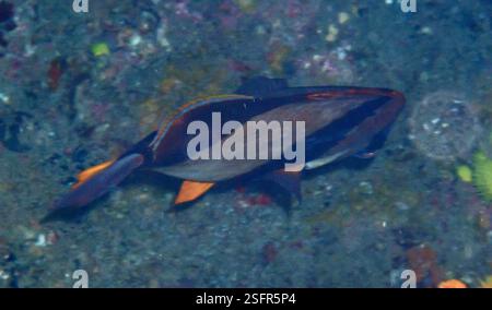 Three-banded Butterflyfish (Chaetodon robustus), Actinopterygii, São ...