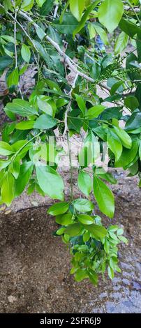 sacky sac bean (Inga laurina), Plantae, 48427 Jal., México Stock Photo ...