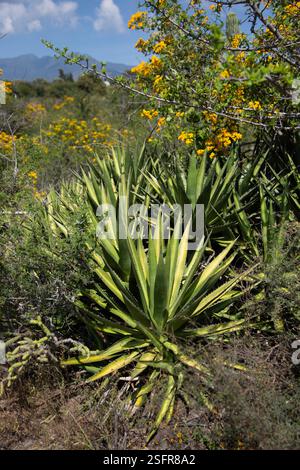 Wild agave maguey cuishe (Agave karwinskii) plants on an organic ...