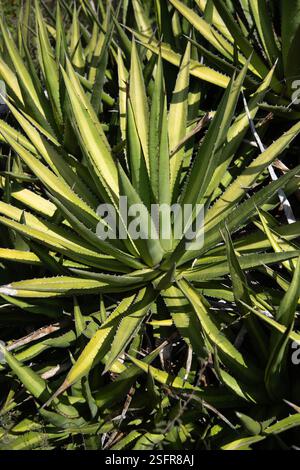 Wild agave maguey cuishe (Agave karwinskii) plants on an organic ...