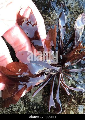 red algae (Rhodophyta), Plantae, Monterey Bay, Santa Cruz, CA, US Stock ...
