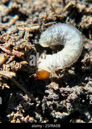 Scarabs (Scarabaeidae), Insecta, San Luis Obispo, CA, US Stock Photo ...