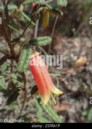 Common Correa (Correa reflexa), Plantae, Zumsteins VIC 3401, Australia ...