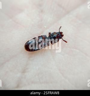 Cadelles (Tenebroides), Insecta, ul. Vishneva, 1164 Borisova Gradina ...