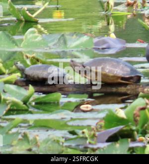 Cuban slider (Trachemys decussata), turtle native to Cuba - Peninsula ...