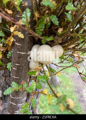 Darwin's fungus (Cyttaria darwinii), Fungi, Province de Santa Cruz, AR ...