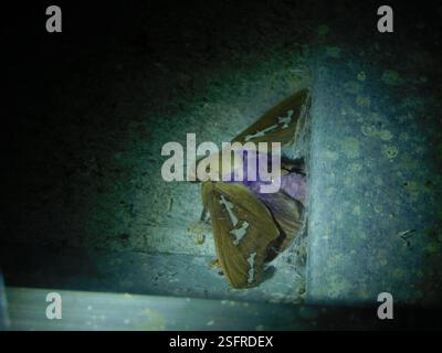 Mustard Ghost Moth (Abantiades hyalinatus), Insecta, Hobart TAS ...