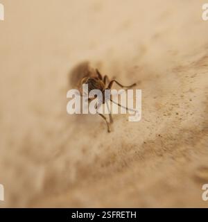Gall Wasps (Cynipidae), Insecta, Vitosha Metrostation, 1407 Hladilnika ...