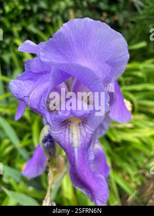Stunning bearded iris perennial flower by the name Kent Pride. Has ...