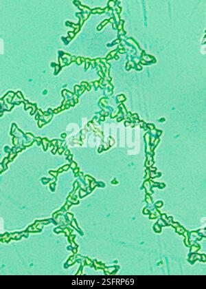 bacteria (Bacteria), , , From a batch of compost tea using decomposed ...