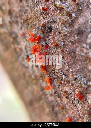 Cytospora Cankers (Cytospora), Fungi, Montaña de Oro State Park, Los ...