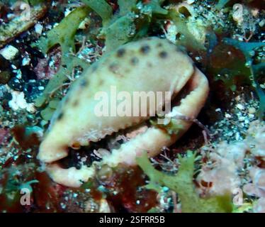 (Naria spurca verdensium), Mollusca, Baía Entre Picos, Cape Verde, CV ...