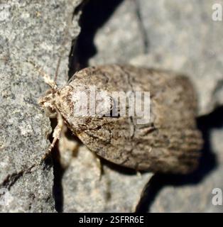 (Garella), Insecta, Santo Antão, Cape Verde, CV Stock Photo - Alamy