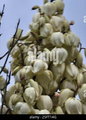 moundlily yucca (Yucca gloriosa), Plantae, Greymouth 7805, New Zealand ...